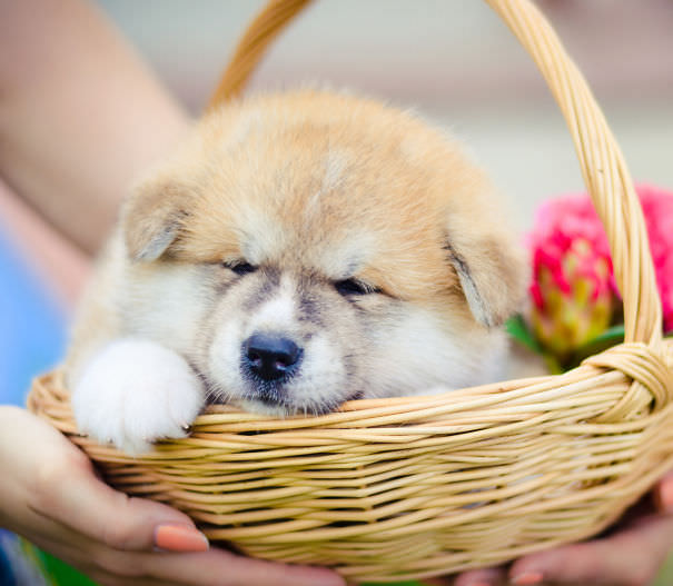 The 30 Cutest & Chubbiest Puppies