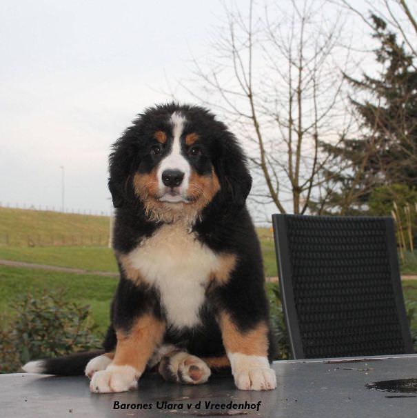 The 30 Cutest & Chubbiest Puppies
